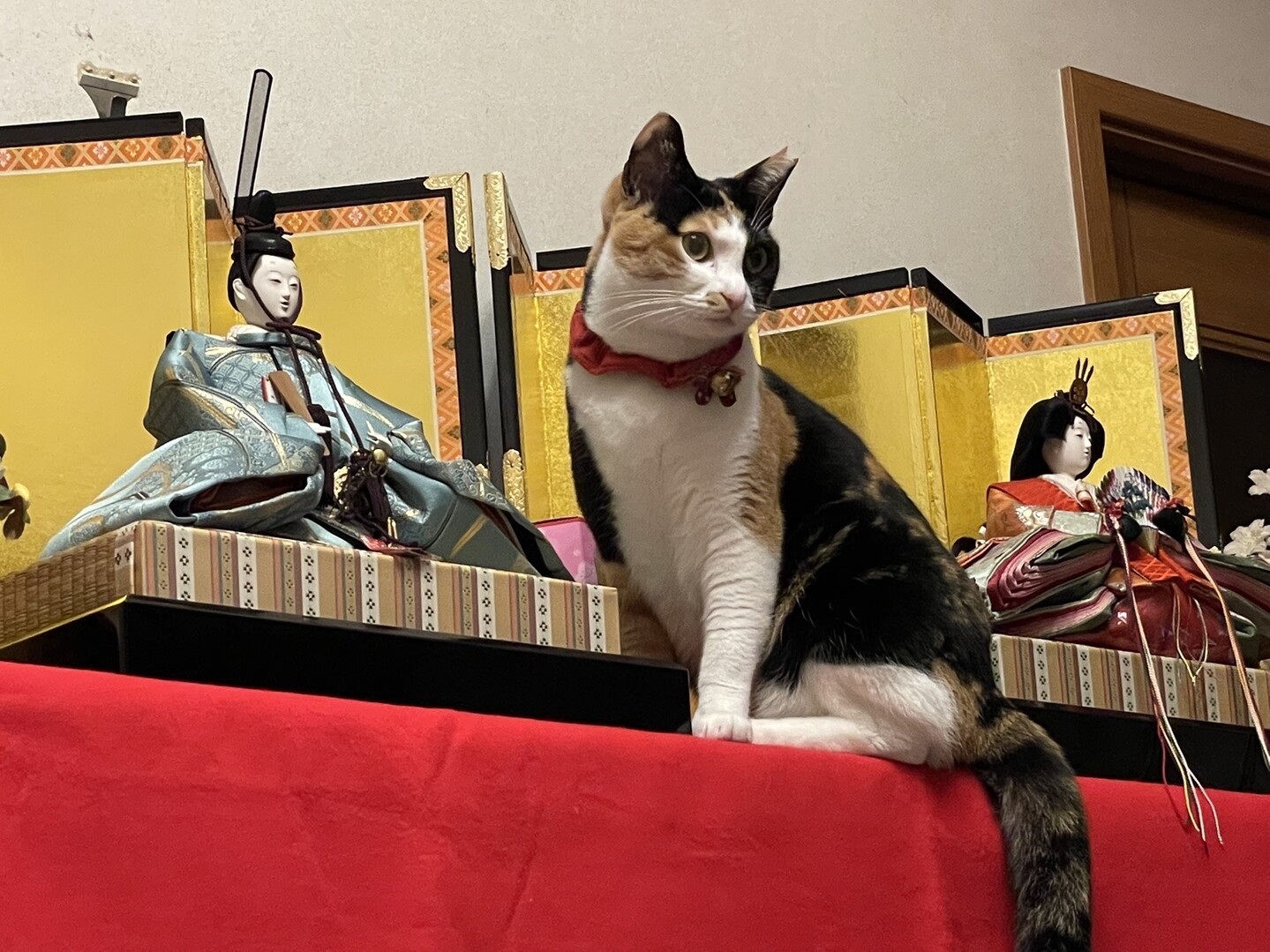 今日は2（ニャン）が6個並ぶ「スーパー猫... / otaksaさんのモーメント | YAMAP / ヤマップ