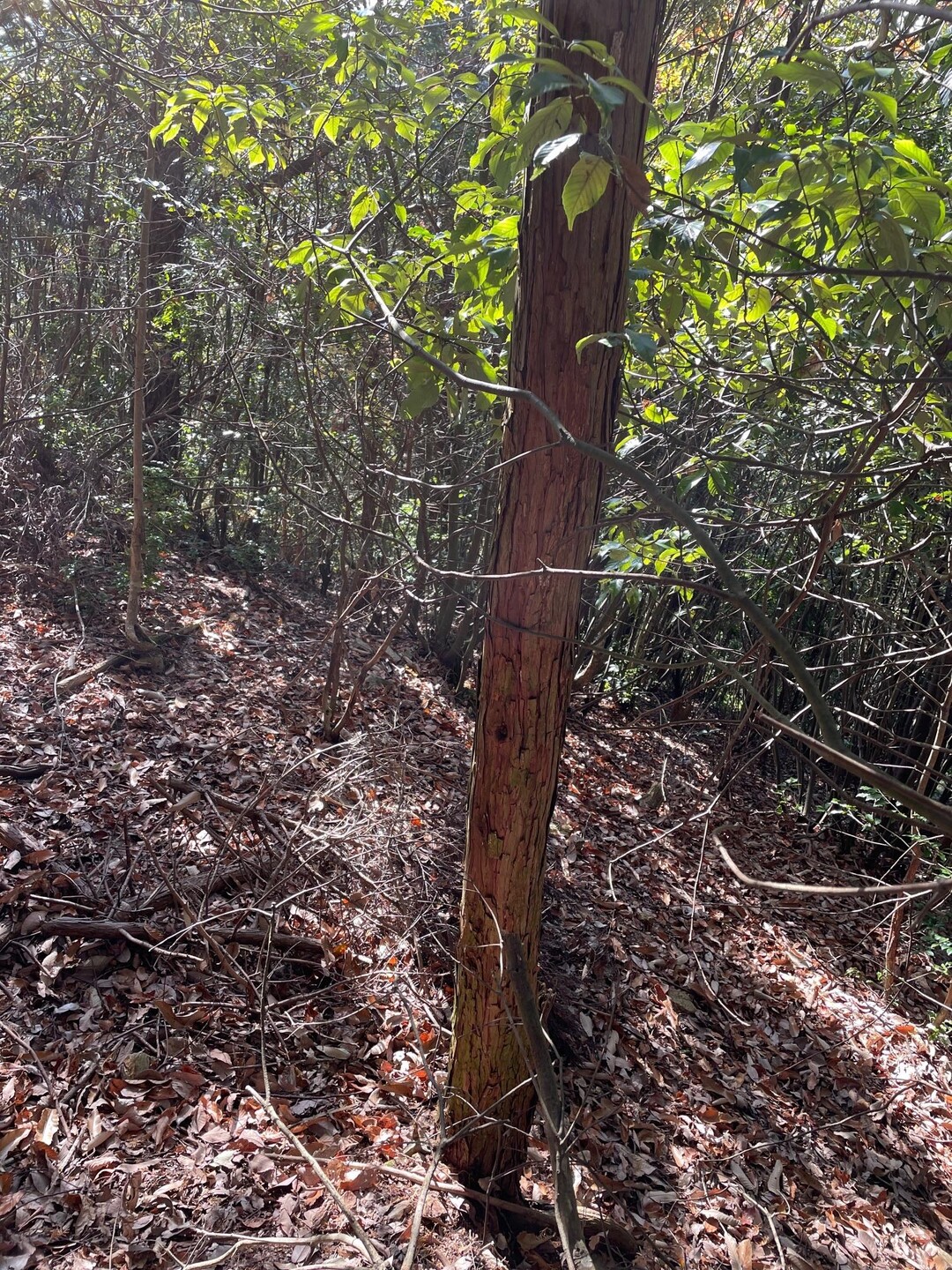 osamさんの投稿したフィールドメモ | YAMAP / ヤマップ