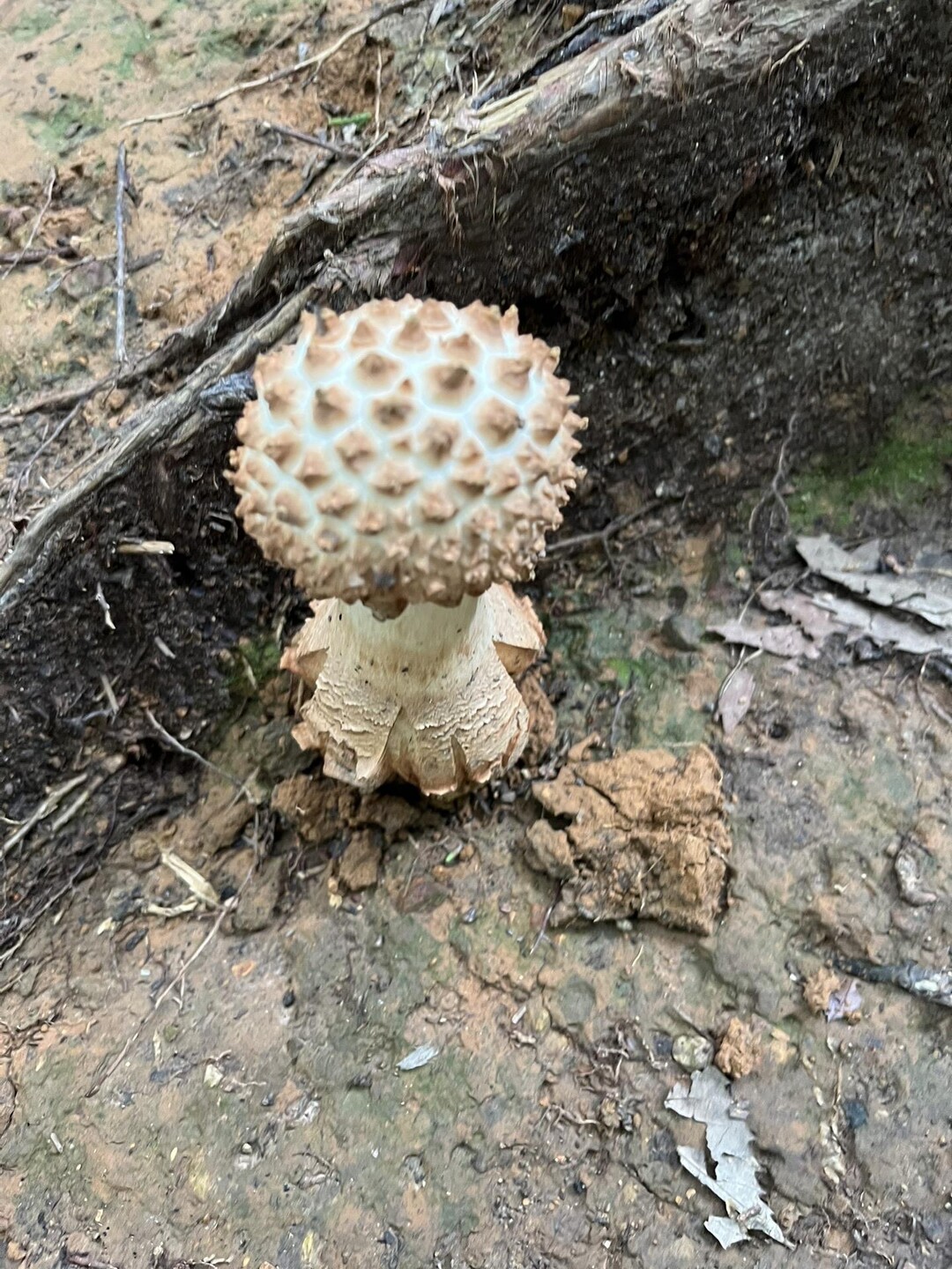 キノコ🍄の森、春日井三山 / Hideckさんの春日井三山・弥勒山・大谷山・道樹山の活動データ | YAMAP / ヤマップ