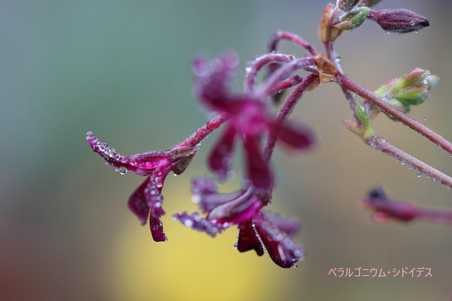 雨上がりの庭でお花パシャ 雫が足りない！... / miippさんのモーメント | YAMAP / ヤマップ