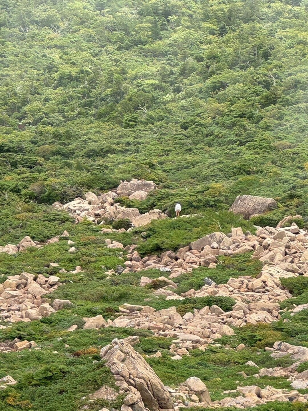 賢治さんと早池峰山🐈‍⬛ / syoさんの早池峰山・薬師岳・鶏頭山の活動データ | YAMAP / ヤマップ