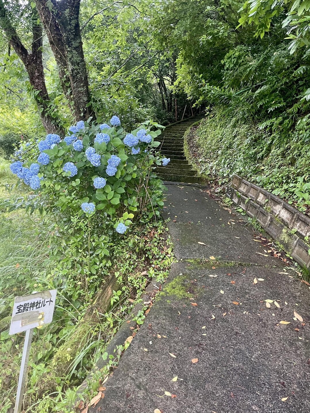 粟ヶ岳(40)謎のT-REX風🦖 / いぶあこさんの粟ヶ岳の活動データ | YAMAP / ヤマップ