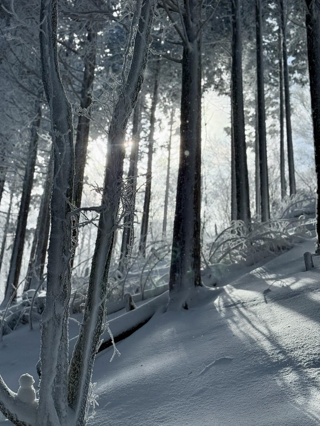 三峰山 / yuki horiさんの三峰山・学能堂山・栗ノ木岳の活動データ | YAMAP / ヤマップ