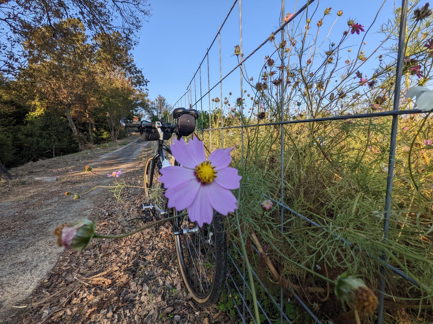 ｱﾚｱﾚﾐﾁ 弥八山 MTBパスハン / BIK局長さんの雲辺寺山の活動データ | YAMAP / ヤマップ