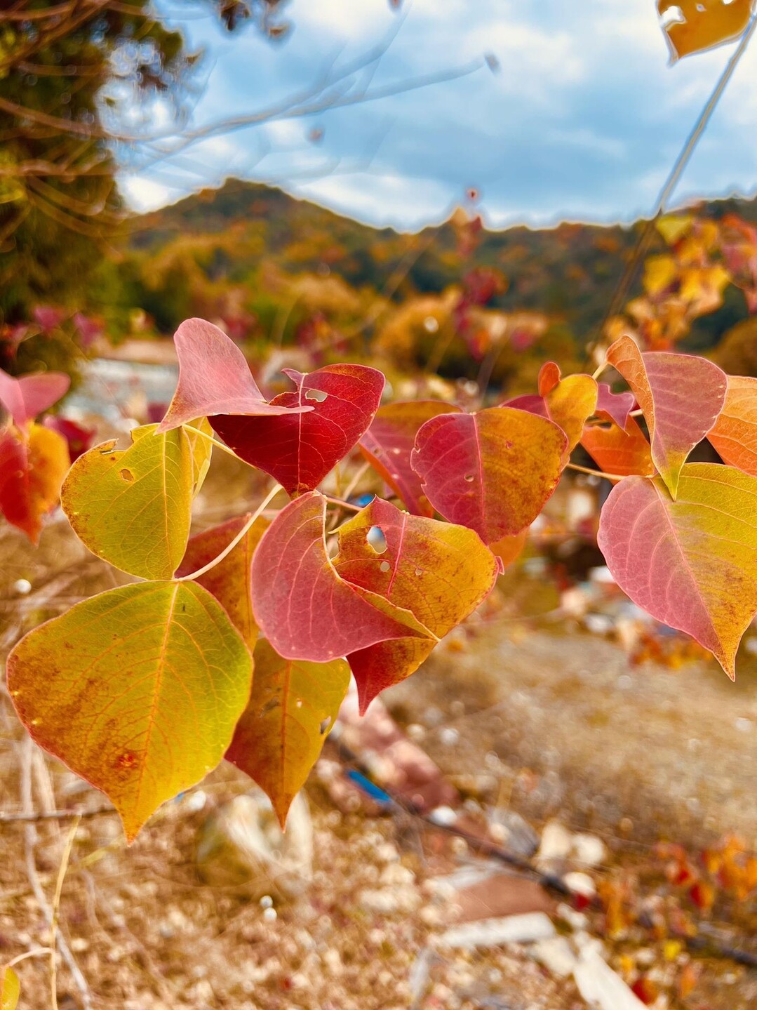 ちょっと足伸ばして高松山・寺山 / PEZ（ペッツ）さんの福王寺山の活動データ | YAMAP / ヤマップ
