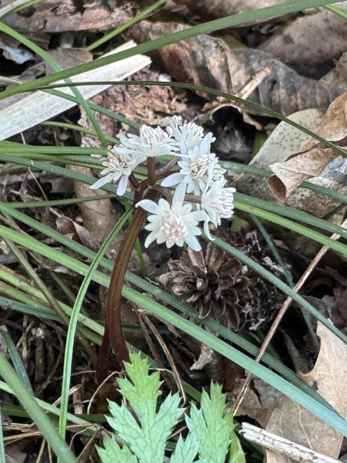 水瓶山・大原山・大城山・岩屋山 / kurominaさんの宝満山・三郡山・若杉山の活動データ | YAMAP / ヤマップ