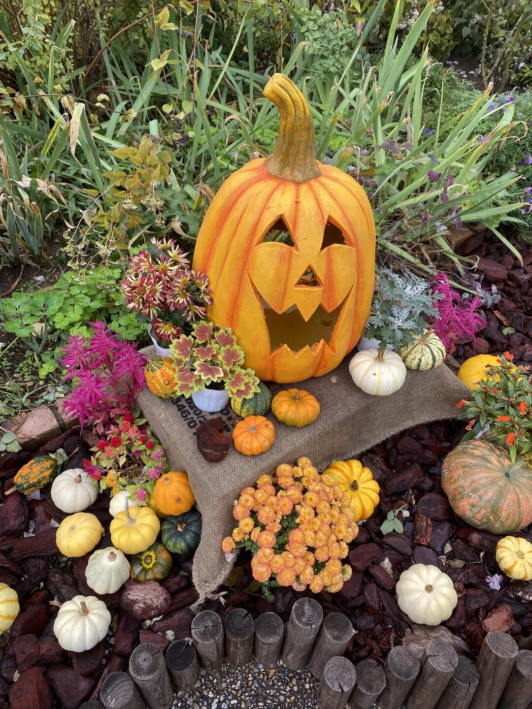 越後丘陵公園 カボチャ🎃とバラとコスモ... / tatatuさんのモーメント | YAMAP / ヤマップ