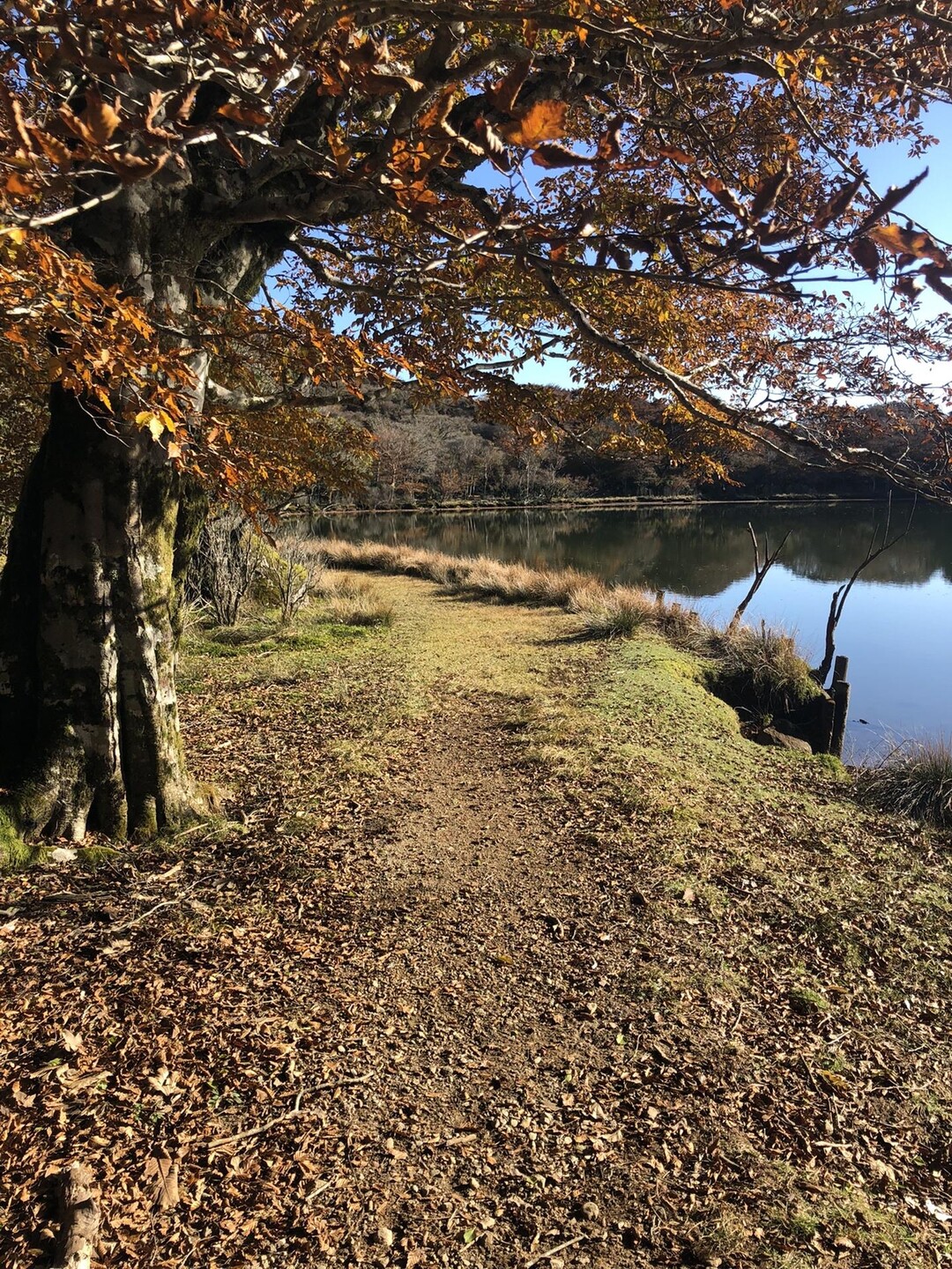 天城峠から天城山(万三郎岳) / kinchanさんの天城山・鉢ノ山・三筋山の活動データ | YAMAP / ヤマップ