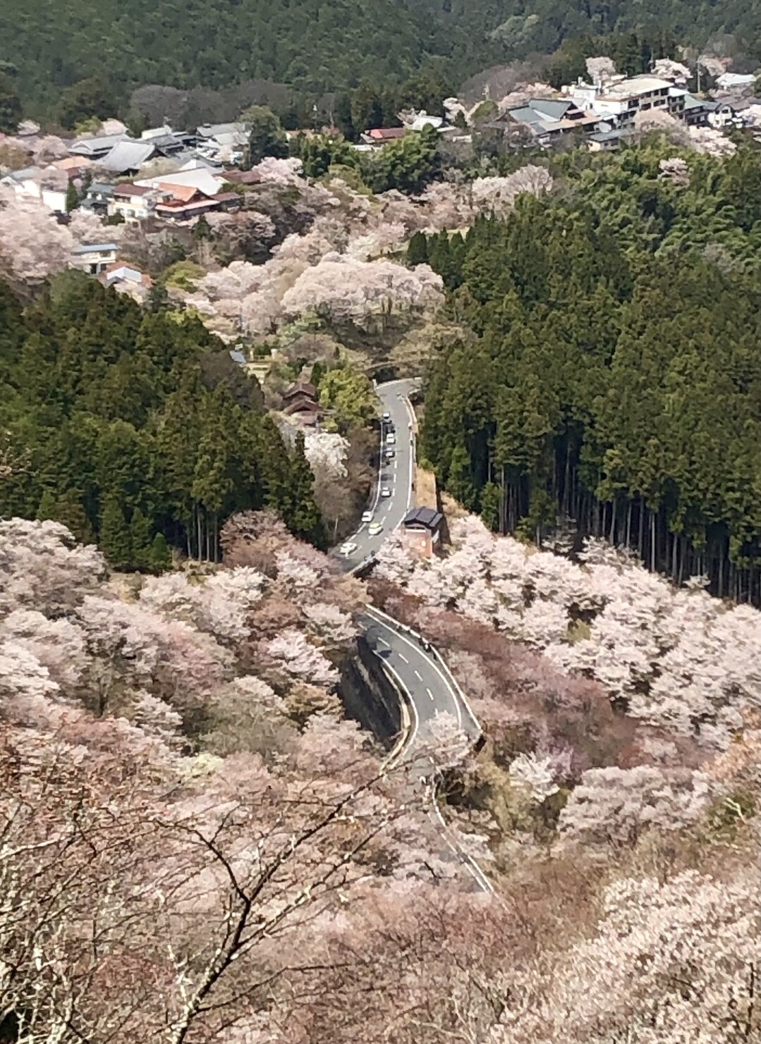 2022.4.7 吉野山桜 下千本は散... / yoshimiさんのモーメント | YAMAP / ヤマップ