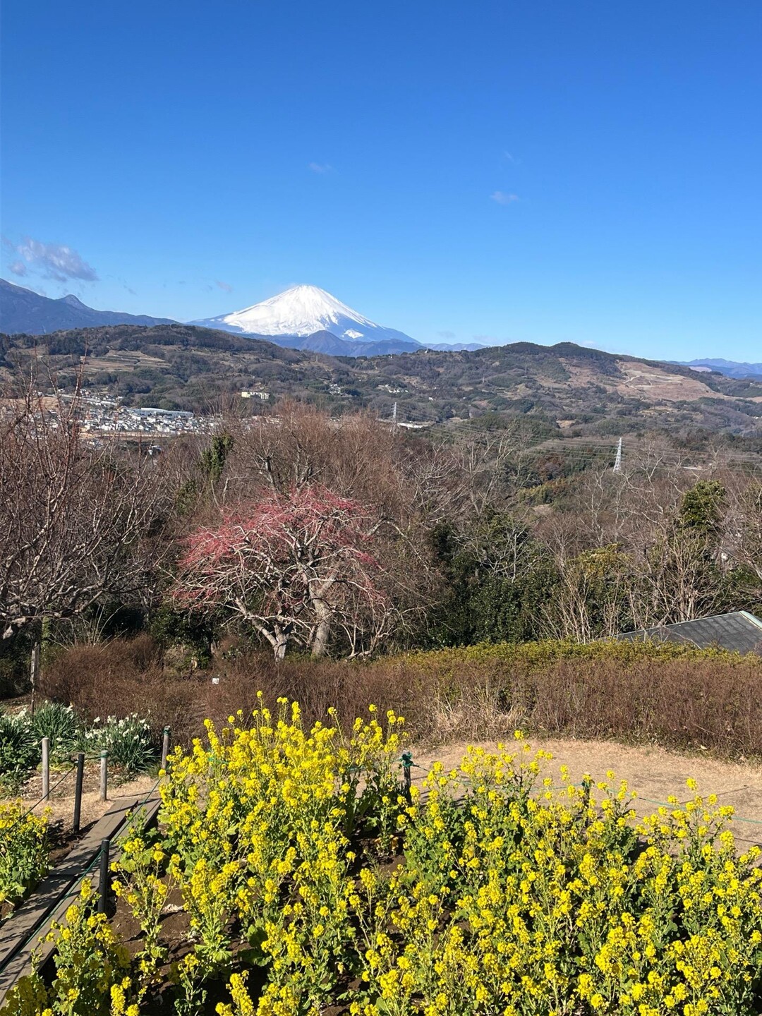 ウォーキング-2025-02-08 吾妻山公園 菜の花と富士山 / aromaさんのウォーキングの活動データ | YAMAP / ヤマップ