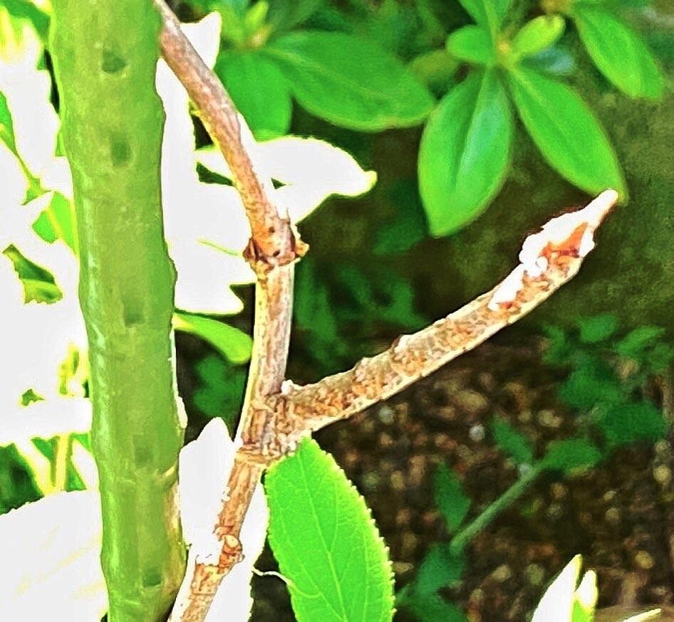 変なシャクトリムシ 庭のツツジの木につ... / tomyさんのモーメント | YAMAP / ヤマップ