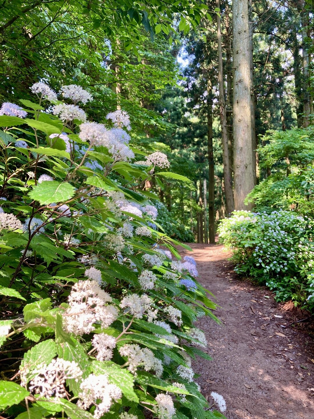 文殊山 / mi_chicoさんの文殊山の活動データ | YAMAP / ヤマップ