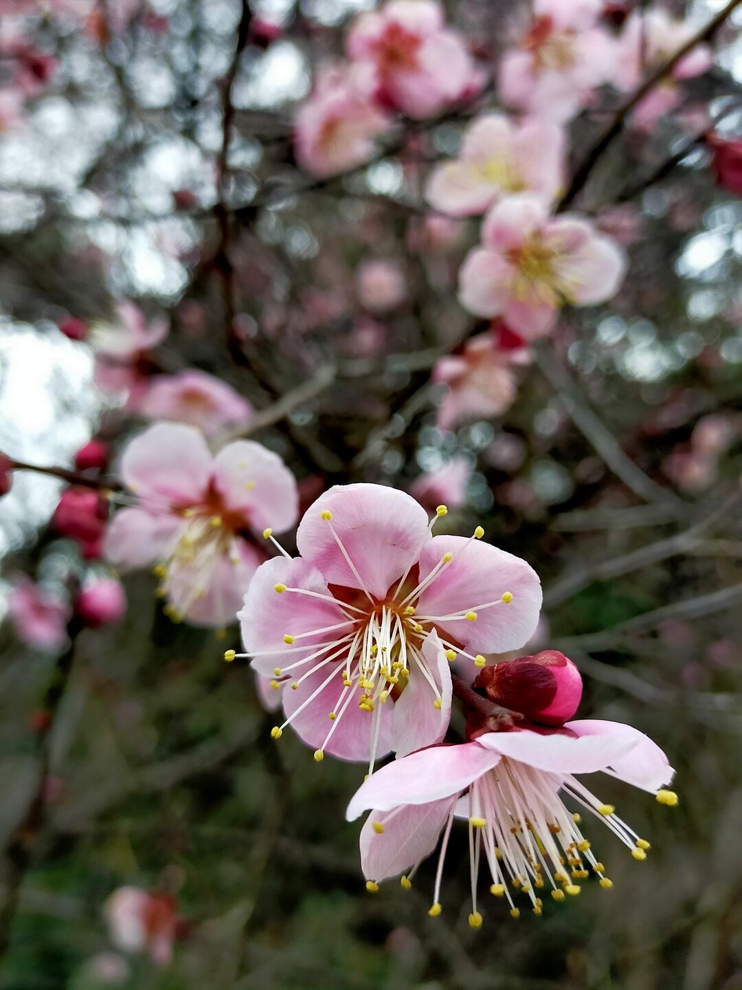 生駒山 / bunpakuさんの生駒山・神津嶽・大原山の活動データ | YAMAP / ヤマップ
