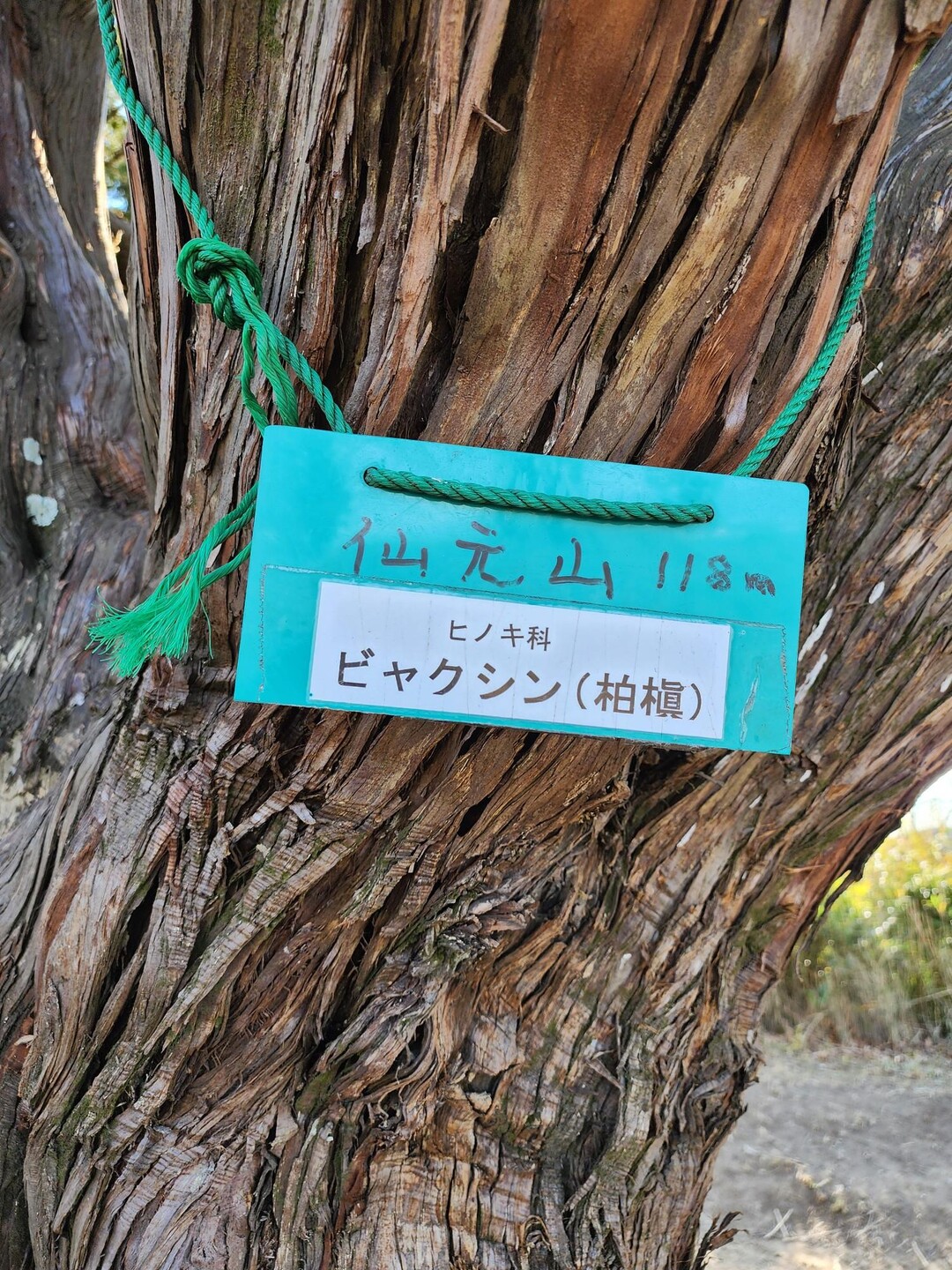 仙元山・ソッカ / mtc0190さんの三浦アルプス・二子山・仙元山の活動データ | YAMAP / ヤマップ