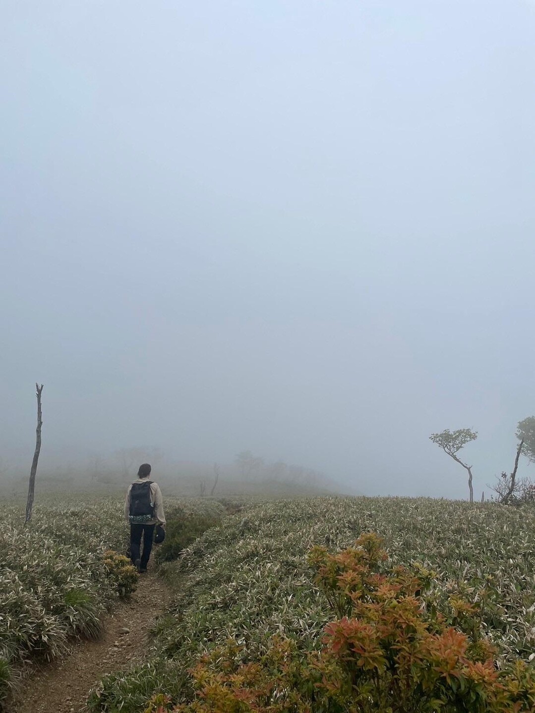 小女郎峠〜蓬莱山〜打見山 / takakoさんの比良山地・武奈ヶ岳・釈迦岳の活動データ | YAMAP / ヤマップ