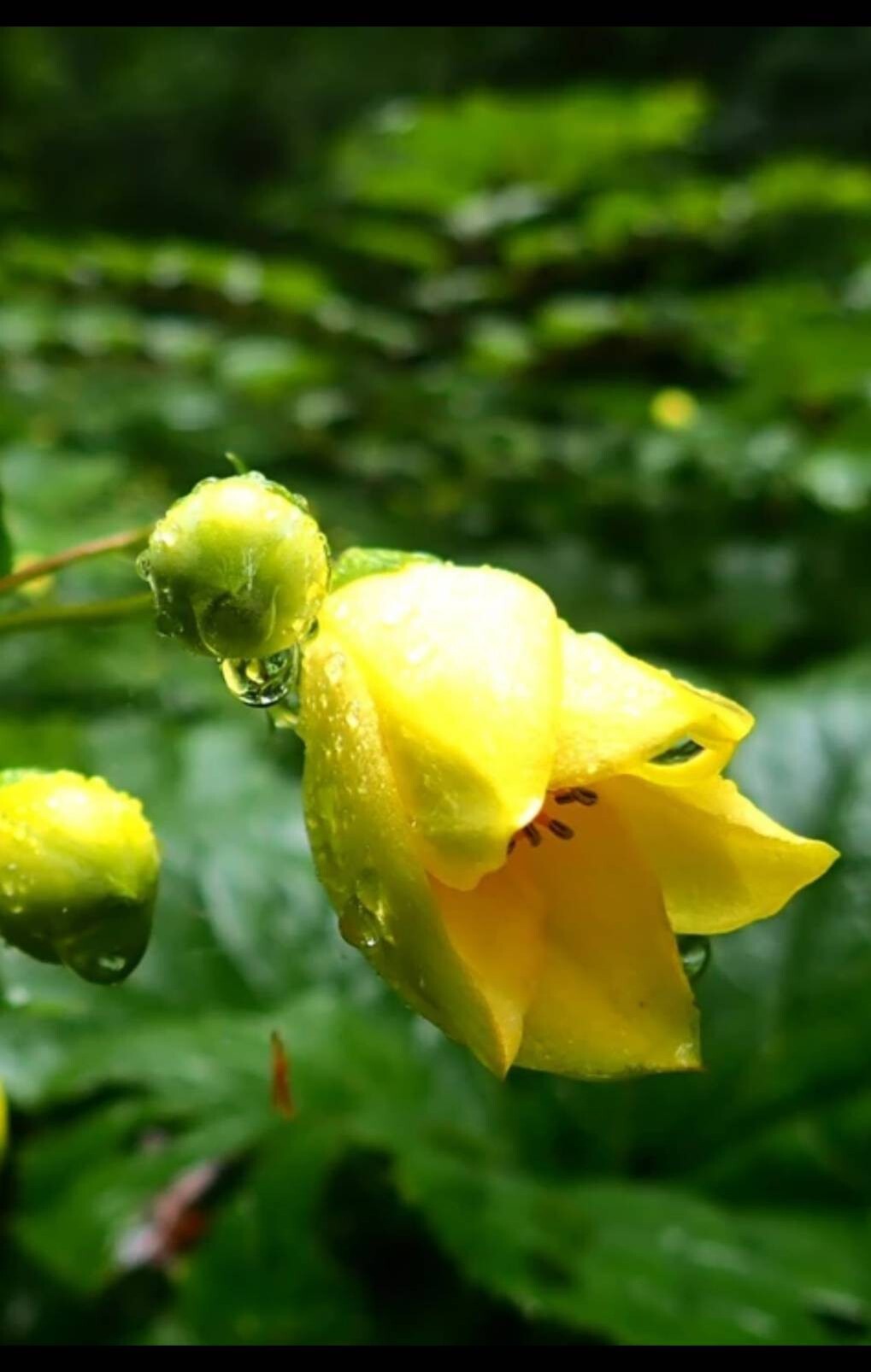 向坂山 / KAZEさんの向坂山・三方山・天主山の活動データ | YAMAP / ヤマップ