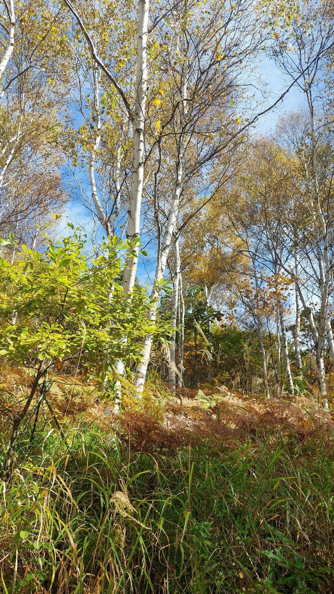 20241030 富士見高原 天空のカー... / sasaさんのモーメント | YAMAP / ヤマップ