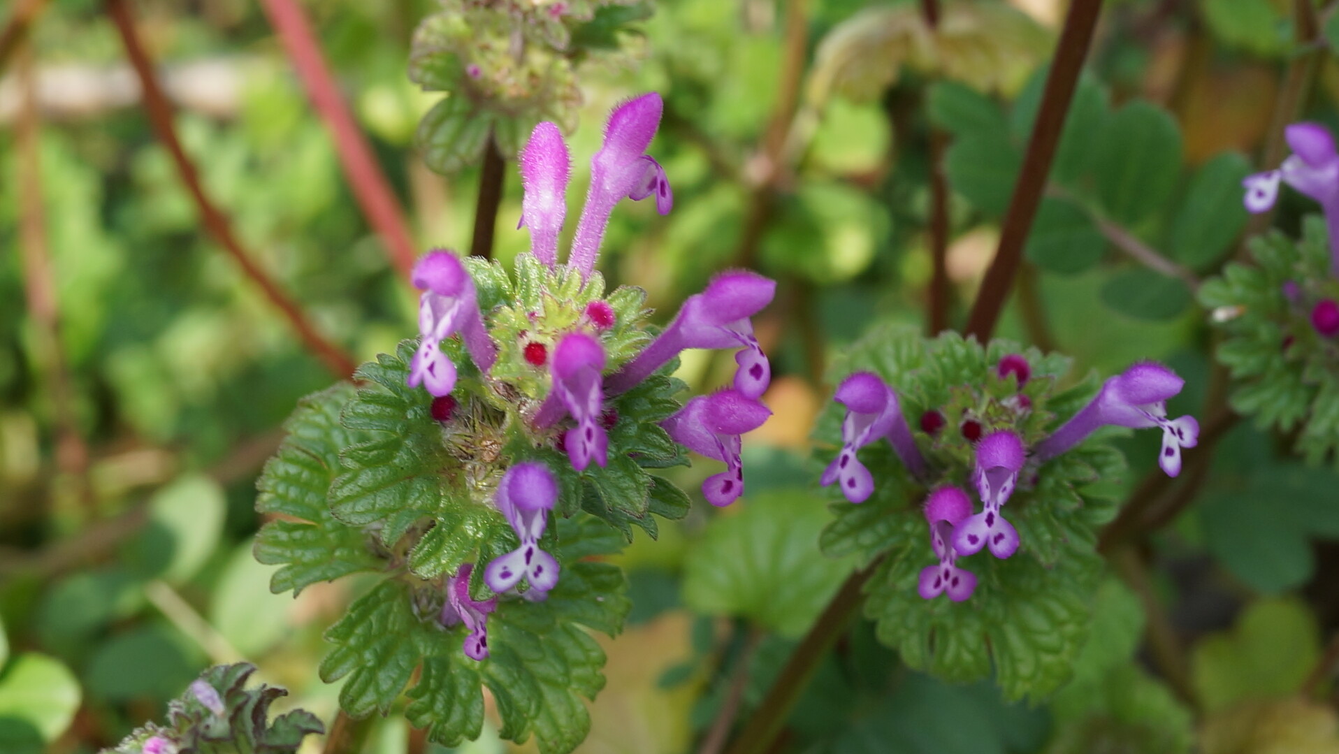 鐘撞山・高祖山・高地山・叶岳 / masahiro さんの高祖山・飯盛山・叶岳の活動データ | YAMAP / ヤマップ
