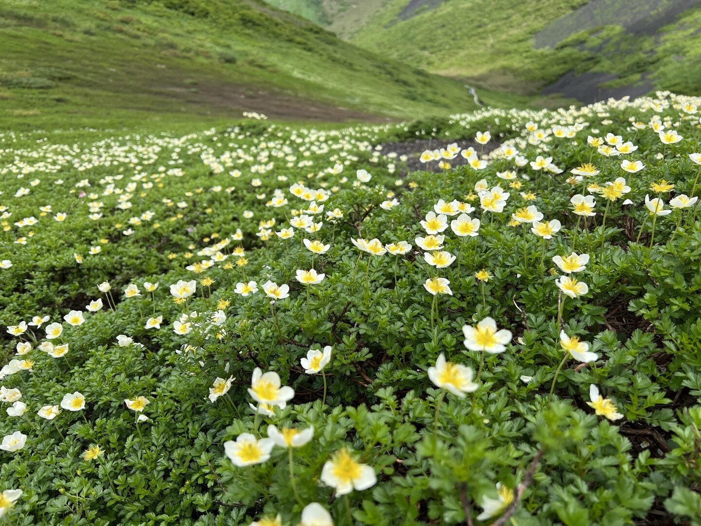 秋田駒ケ岳(焼森・横岳・男女岳) / Yamopさんの秋田駒ヶ岳・男女岳・貝吹岳の活動データ | YAMAP / ヤマップ