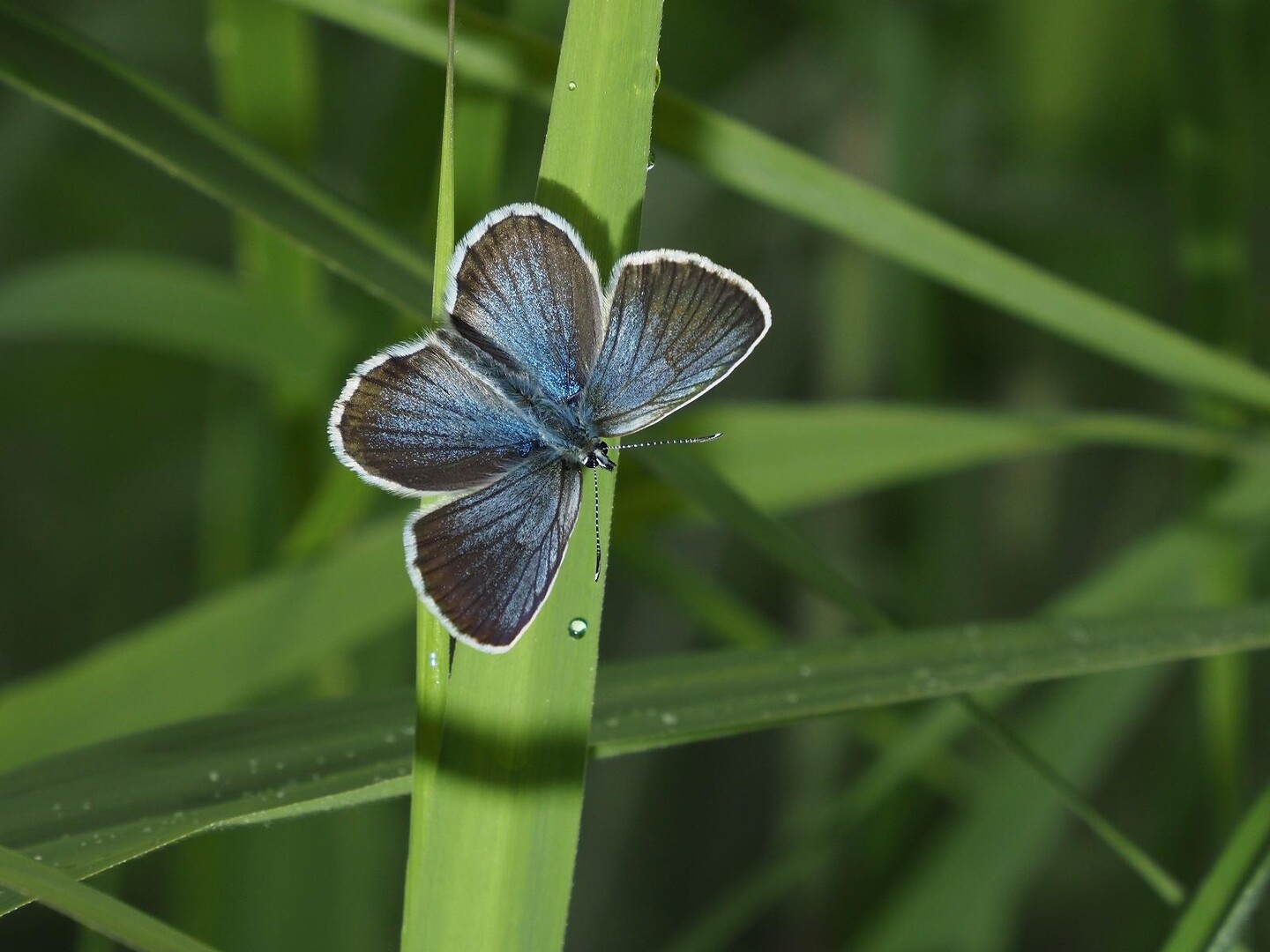 地域によって食草もいくつか有って、個体変... / JICKさんのモーメント | YAMAP / ヤマップ