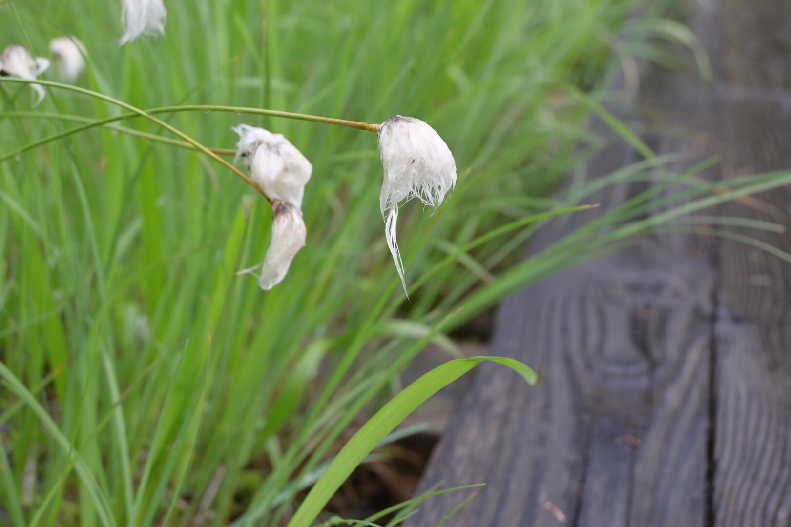 尾瀬ハイキングDay2-1【見晴〜尾瀬沼】 / SEKKOさんの尾瀬・燧ヶ岳の活動データ | YAMAP / ヤマップ