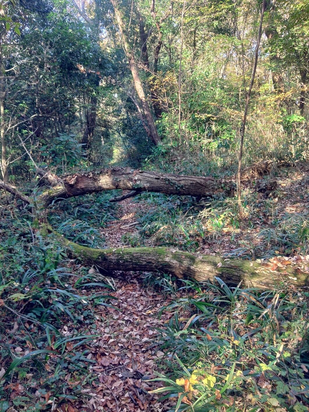 Hazzie.さんの投稿したフィールドメモ | YAMAP / ヤマップ