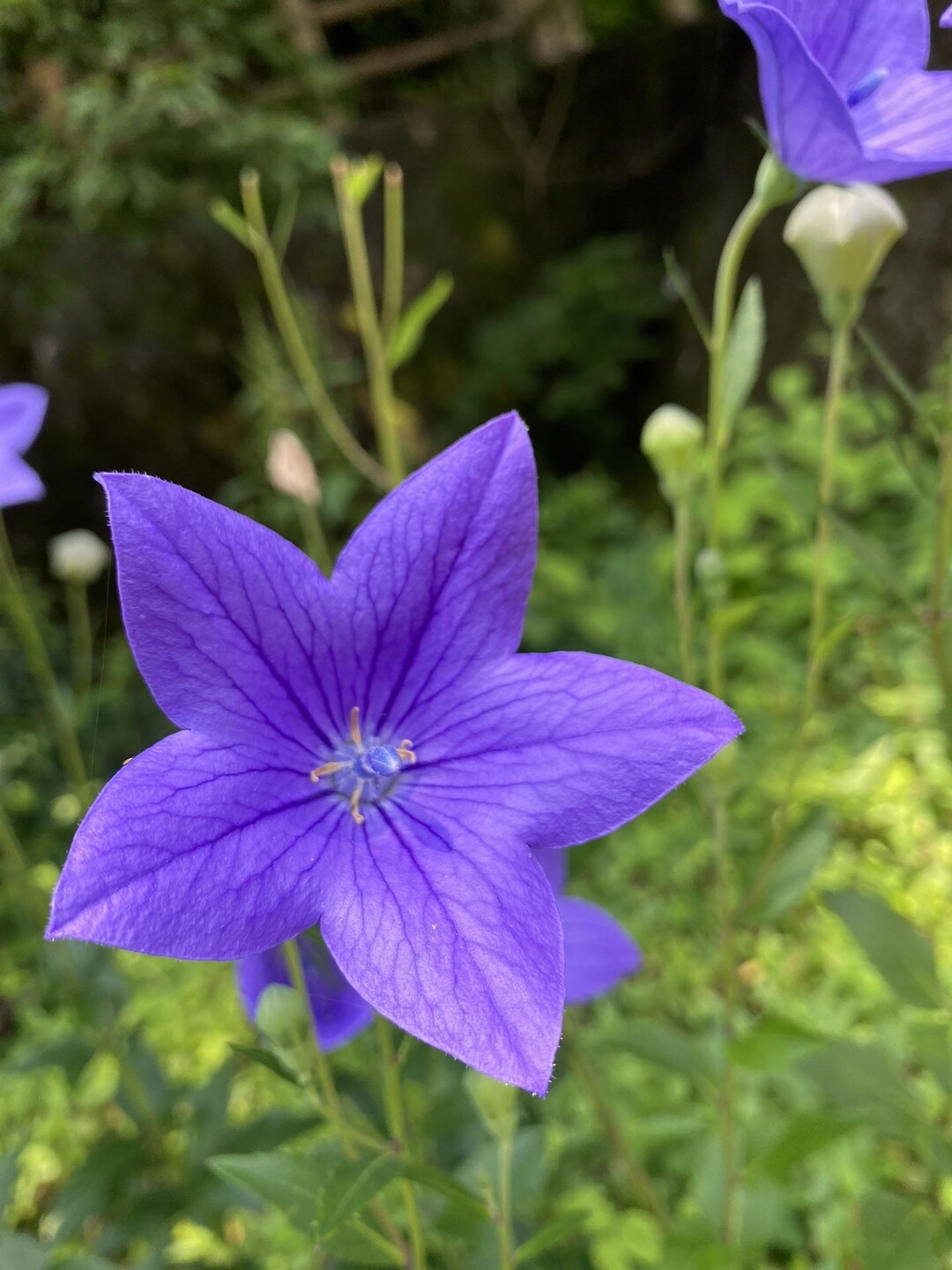 南平山 / yu-yakeさんの明神ヶ岳の活動データ | YAMAP / ヤマップ