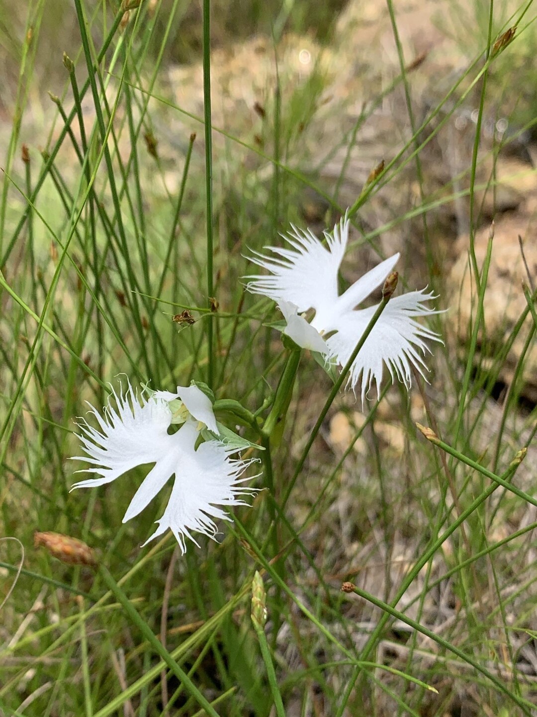 サギソウに会いに💞 / yukoさんの登山の活動データ | YAMAP / ヤマップ