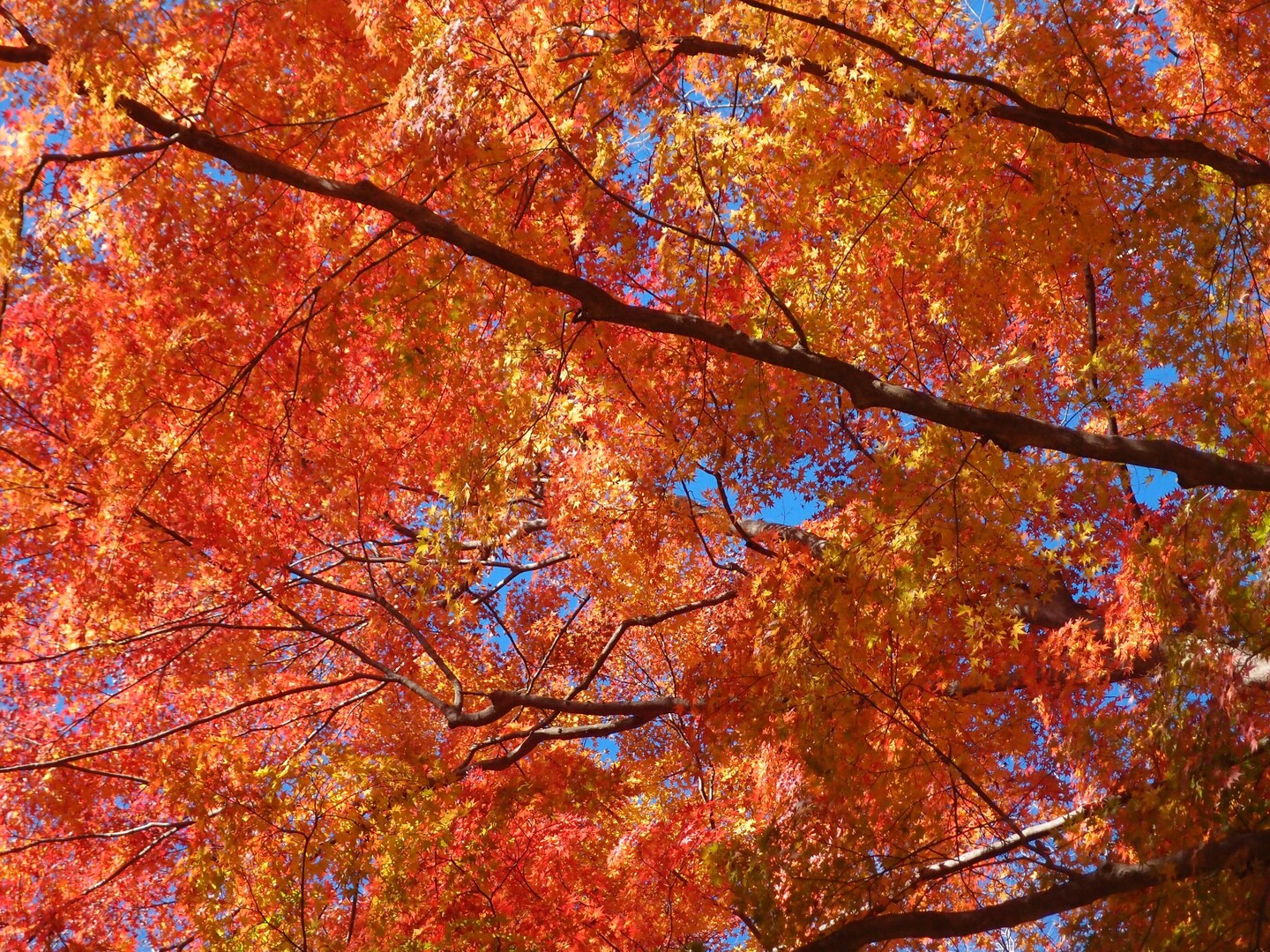 奥久慈男体山 / s-kobaさんの奥久慈男体山・月居山・篭岩（篭岩山）の活動データ | YAMAP / ヤマップ