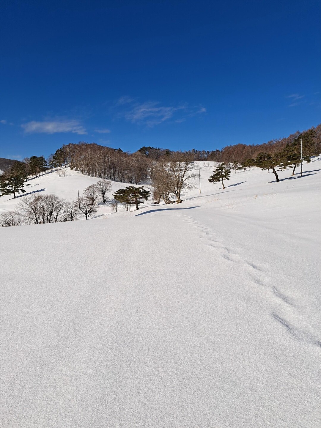 宮古市（西エリア）-2025-01-25 / Ku-minさんの宮古市（西エリア）の活動データ | YAMAP / ヤマップ