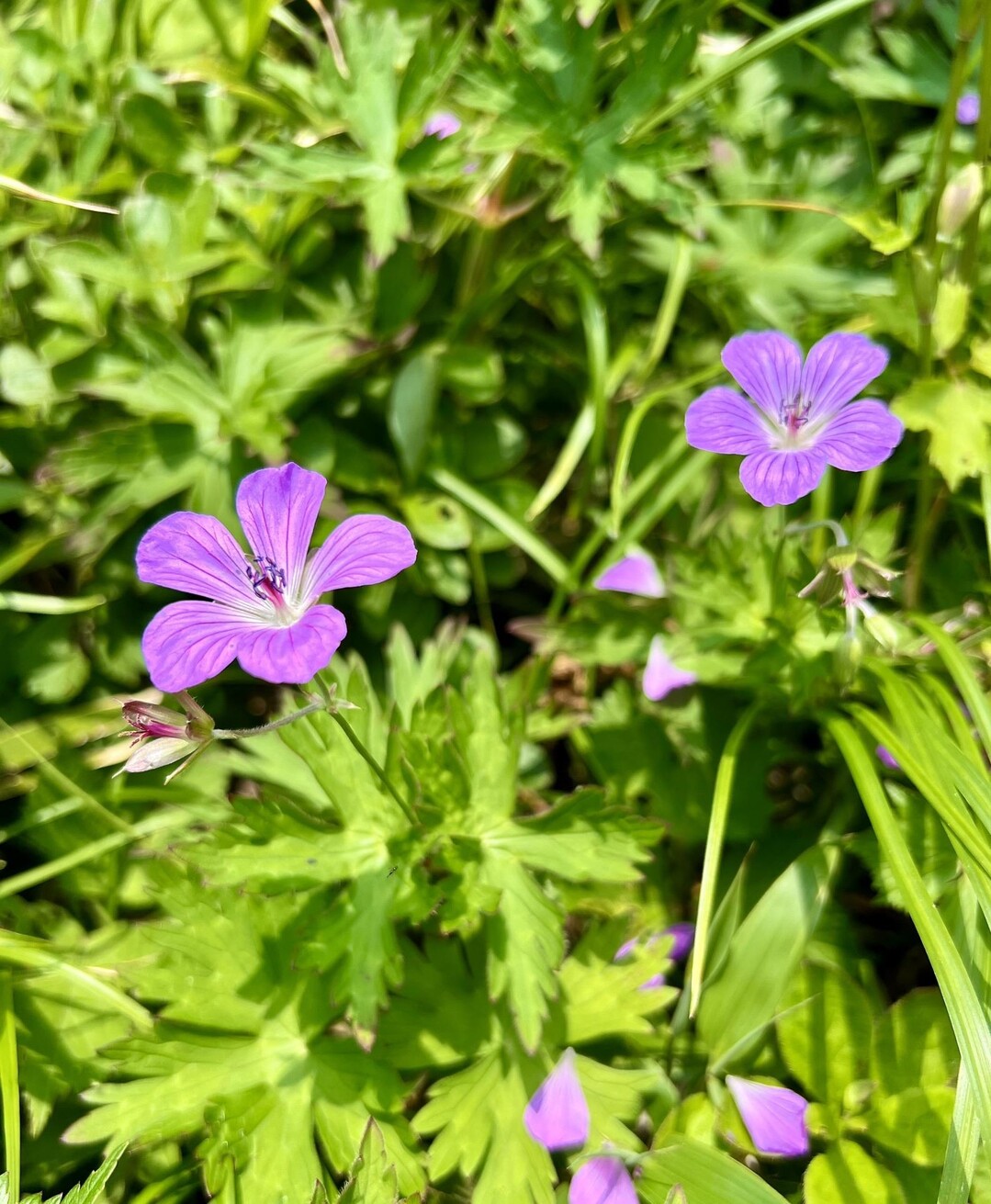 石森・森吉山 / Rayさんの森吉山の活動データ | YAMAP / ヤマップ