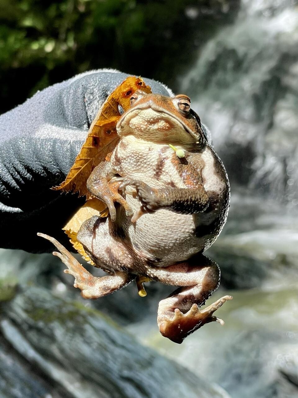 Boo！のページ | YAMAP / ヤマップ