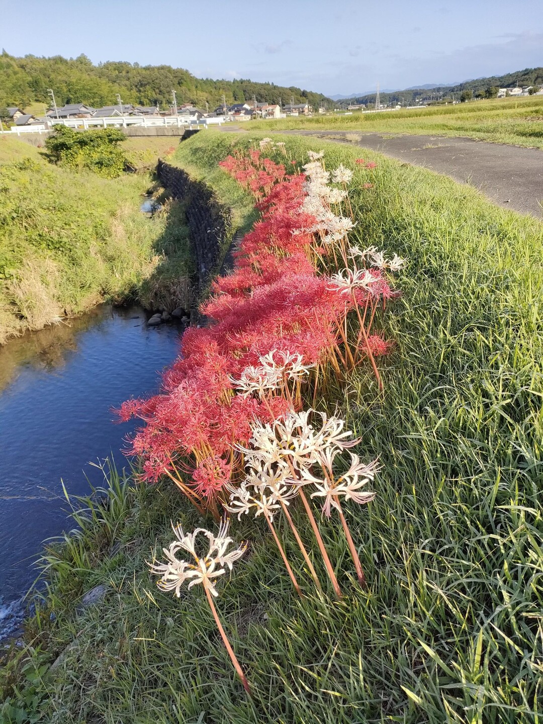 近所の彼岸花 白い彼岸花が映えますね♪... / いっぷく②さんのモーメント | YAMAP / ヤマップ