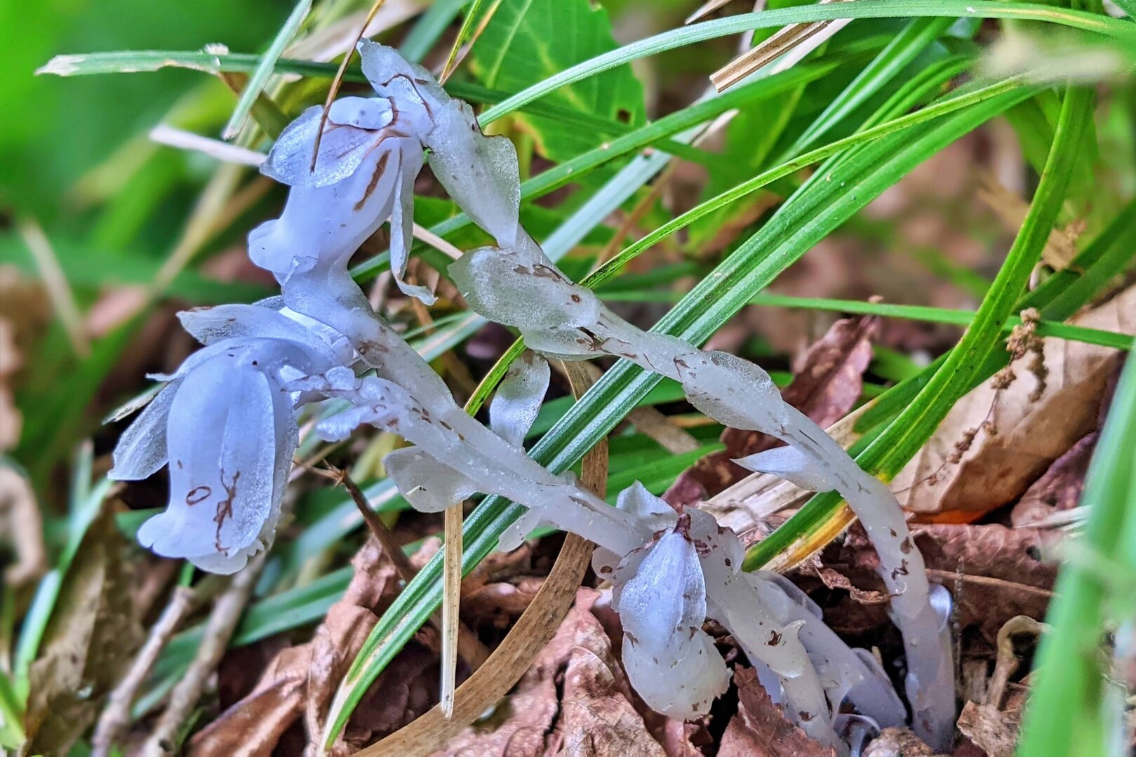 こんな立派なギンリョウソウ、初めて！ / ️ りょーた ️さんのモーメント | YAMAP / ヤマップ