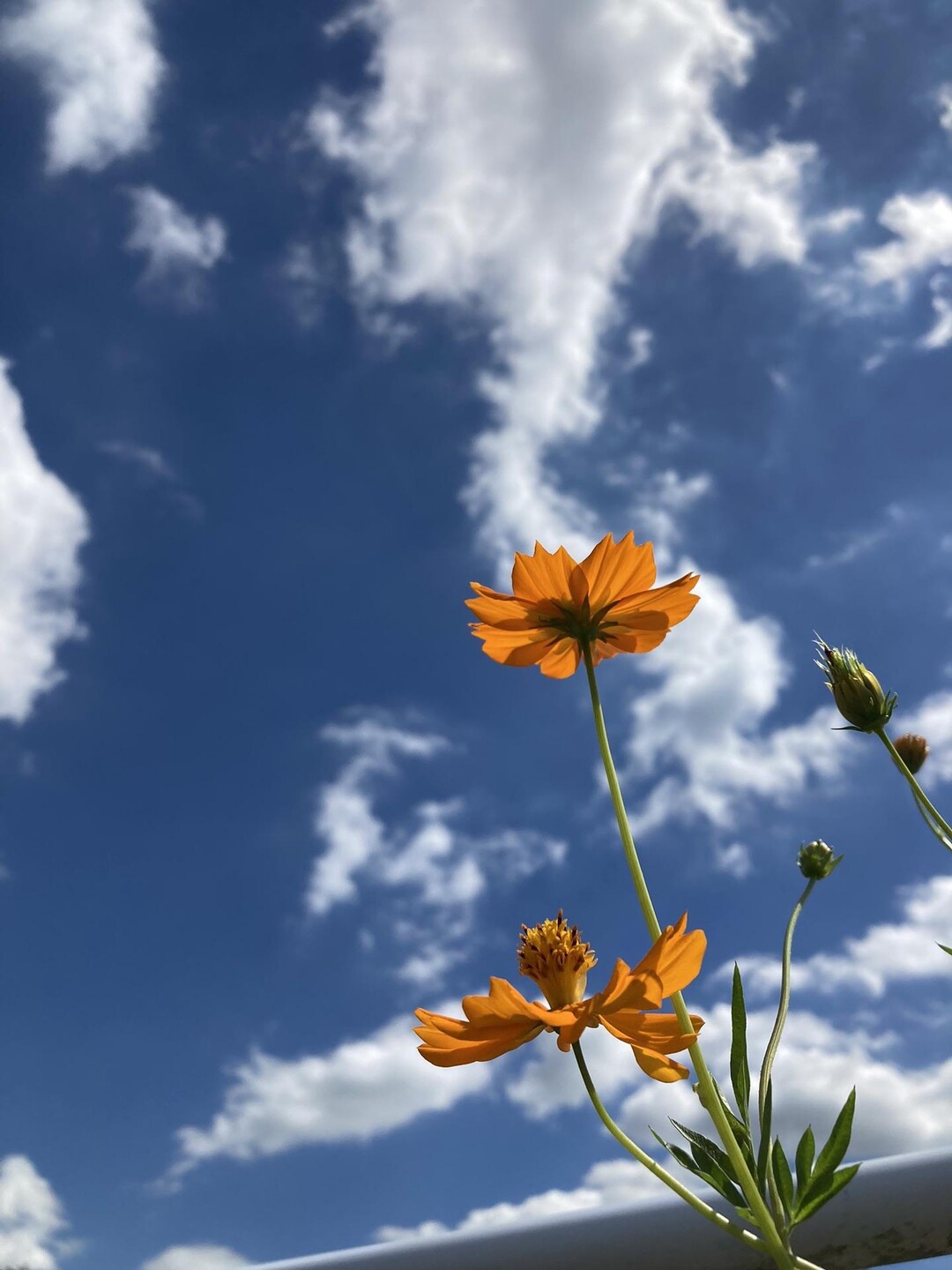 my sweet home mountain 🍁 初秋 version / emio_さんのヤマノススメ巡礼マップ（天覚山・大高山・子の権現）の活動データ | YAMAP / ヤマップ