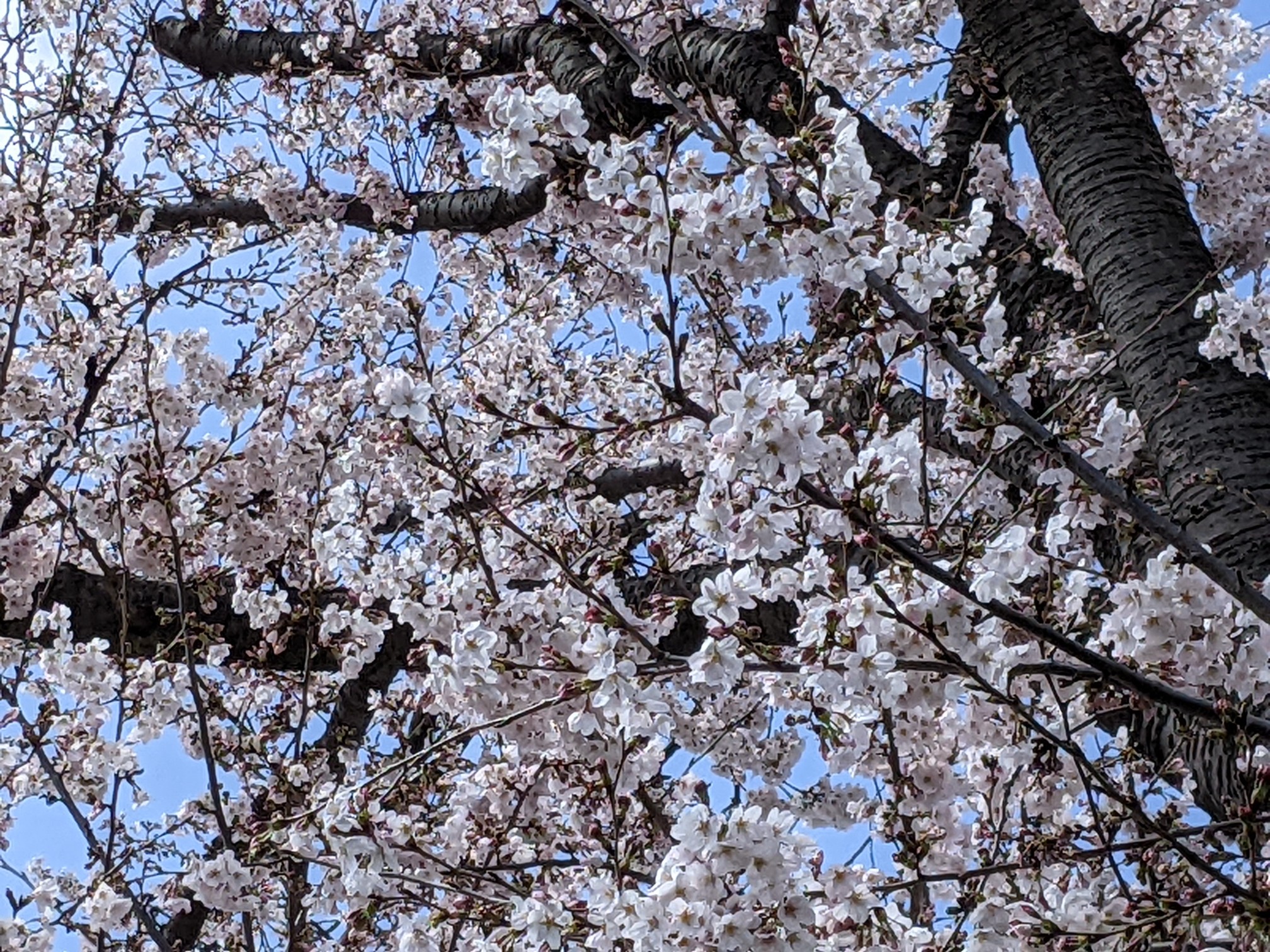 桜満開🌸良い季節になってきましたね 私... / じゅり吉さんのモーメント | YAMAP / ヤマップ