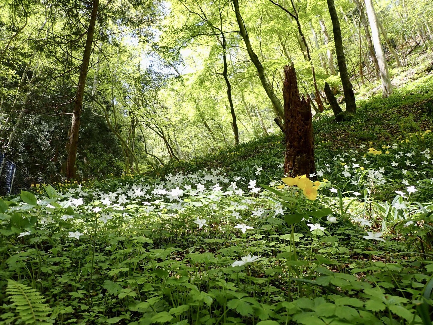 春…竈ヶ谷。。〈ポンポン山〉 / Rocky Topさんのポンポン山・釈迦岳・小塩山・若山の活動データ | YAMAP / ヤマップ