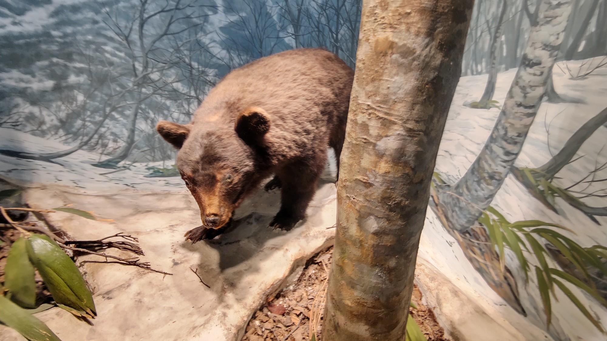 足羽山 https://tabibto.... / てんぐのこさんのモーメント | YAMAP / ヤマップ