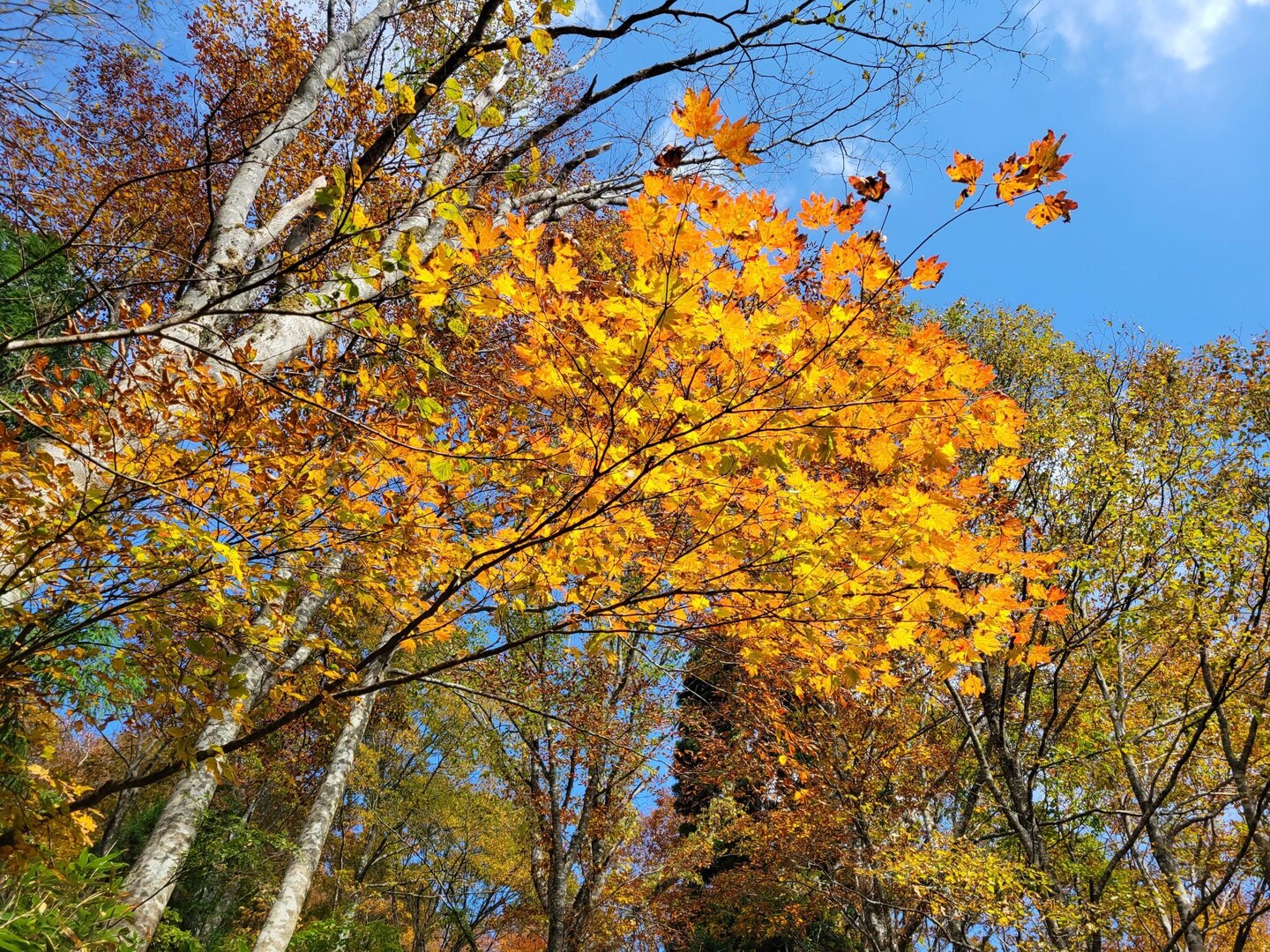 氷ノ山（須賀ノ山） / RIMOさんの氷ノ山（須賀ノ山）・鉢伏山・瀞川山の活動データ | YAMAP / ヤマップ
