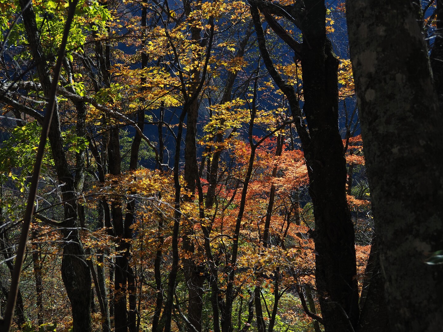 福地山 / ICHI JUNさんの福地山の活動データ | YAMAP / ヤマップ