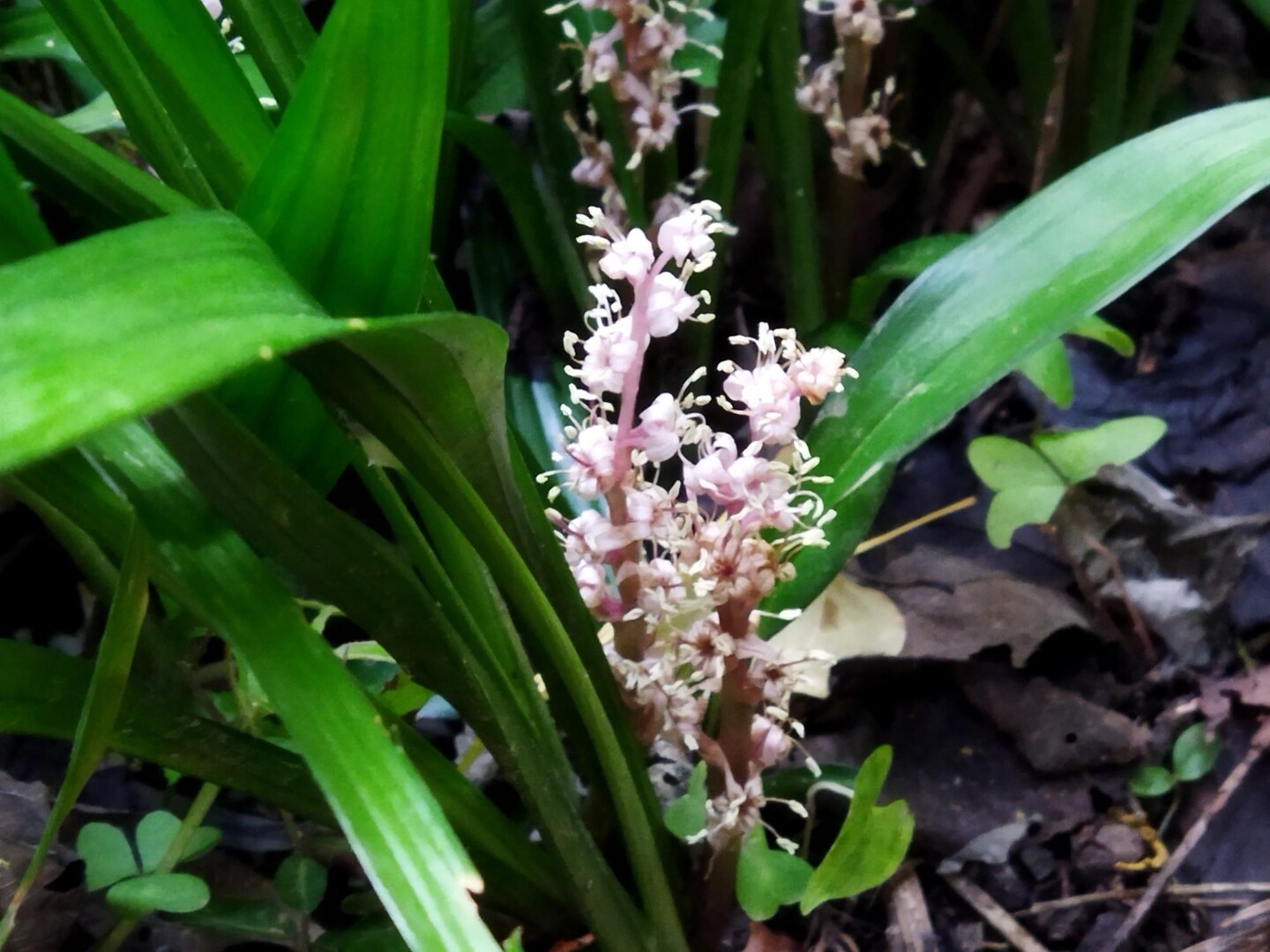 昨日は 高尾山GREEN CLEANに参... / てくてくやまさんさんのモーメント | YAMAP / ヤマップ