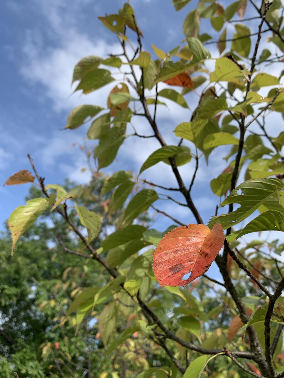 199 / しんにぃさんの淡路ヶ峠・芝ヶ峠・倉谷山の活動データ | YAMAP / ヤマップ