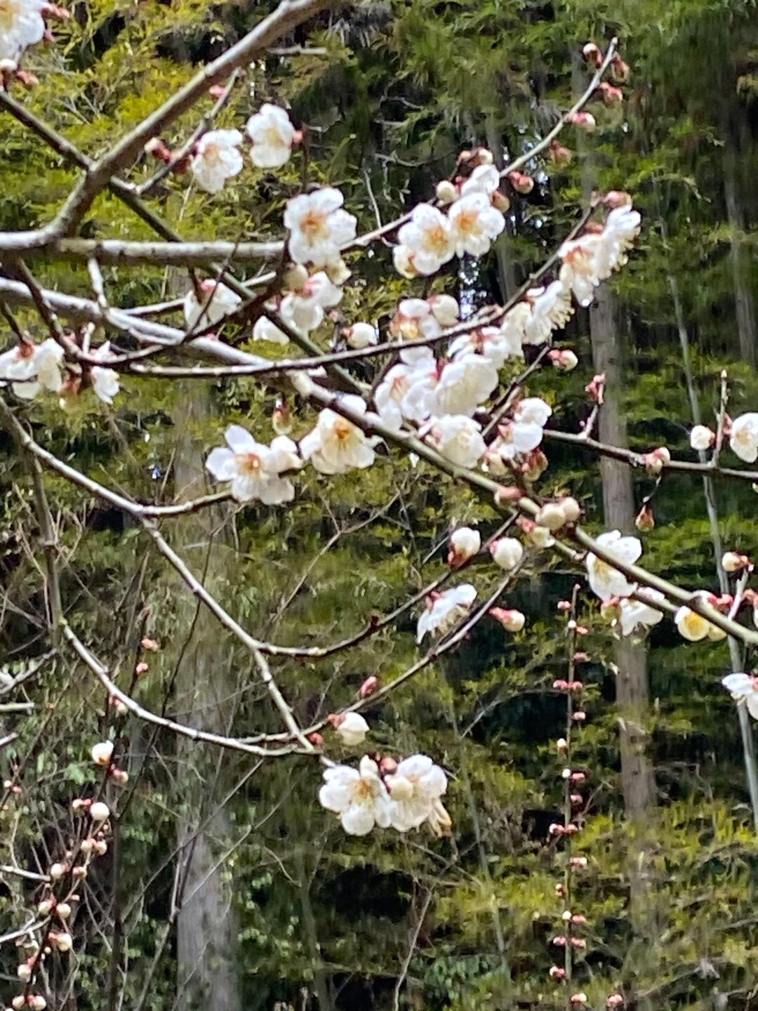 阿品山・弥山・城山・柏木山 / benchanさんの弥山の活動データ | YAMAP / ヤマップ