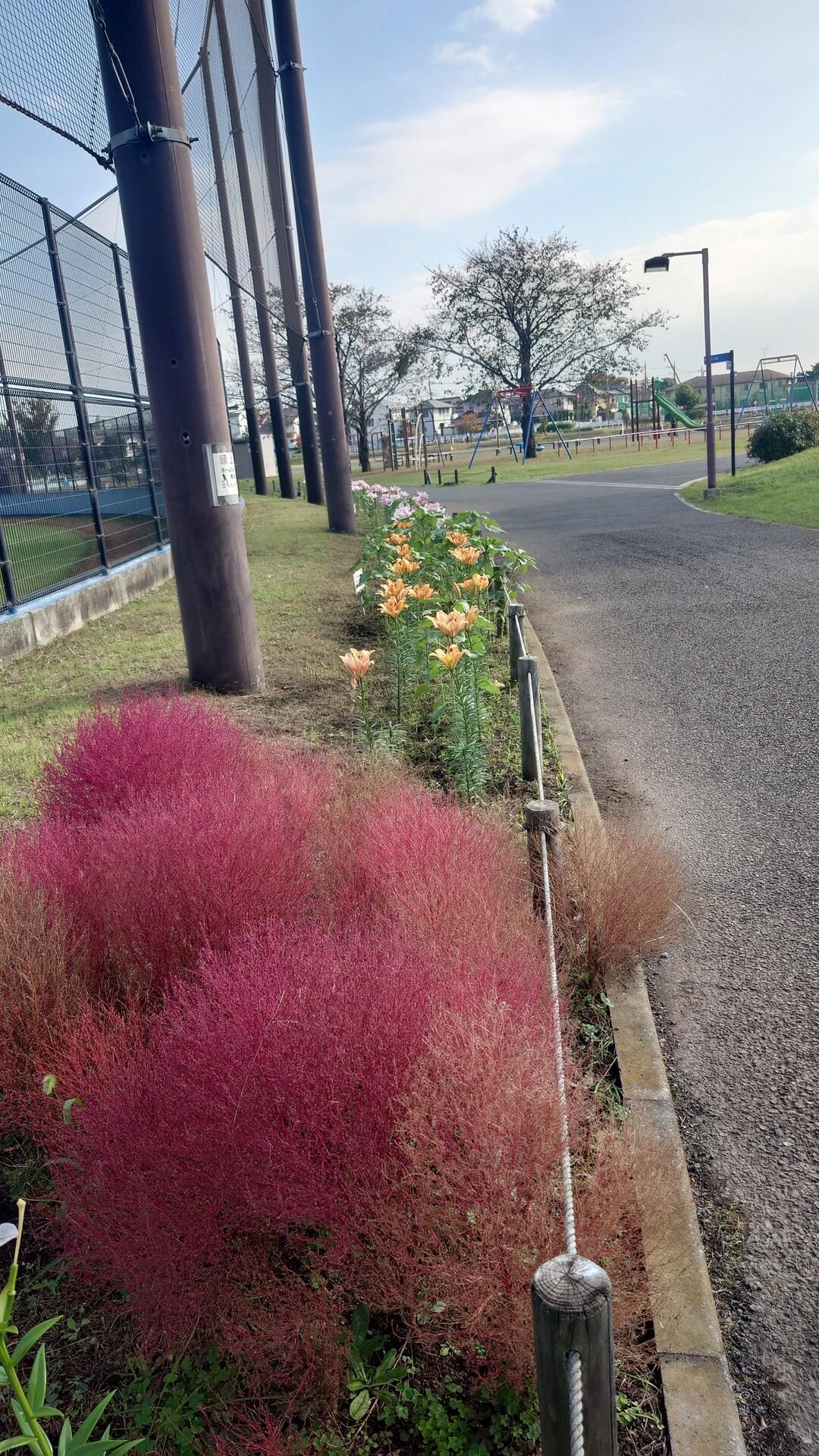 本郷公園 昼JOG-2024-11-12 / Sada1215さんの横浜市 中央エリアの活動データ | YAMAP / ヤマップ