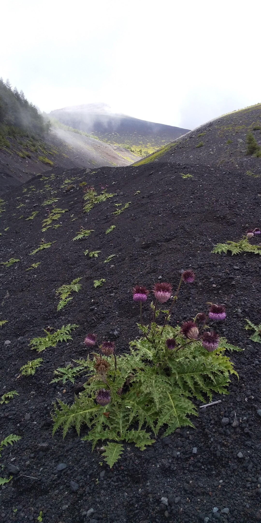 富士山-2023-09-16 / kimichanさんの富士山の活動データ | YAMAP / ヤマップ