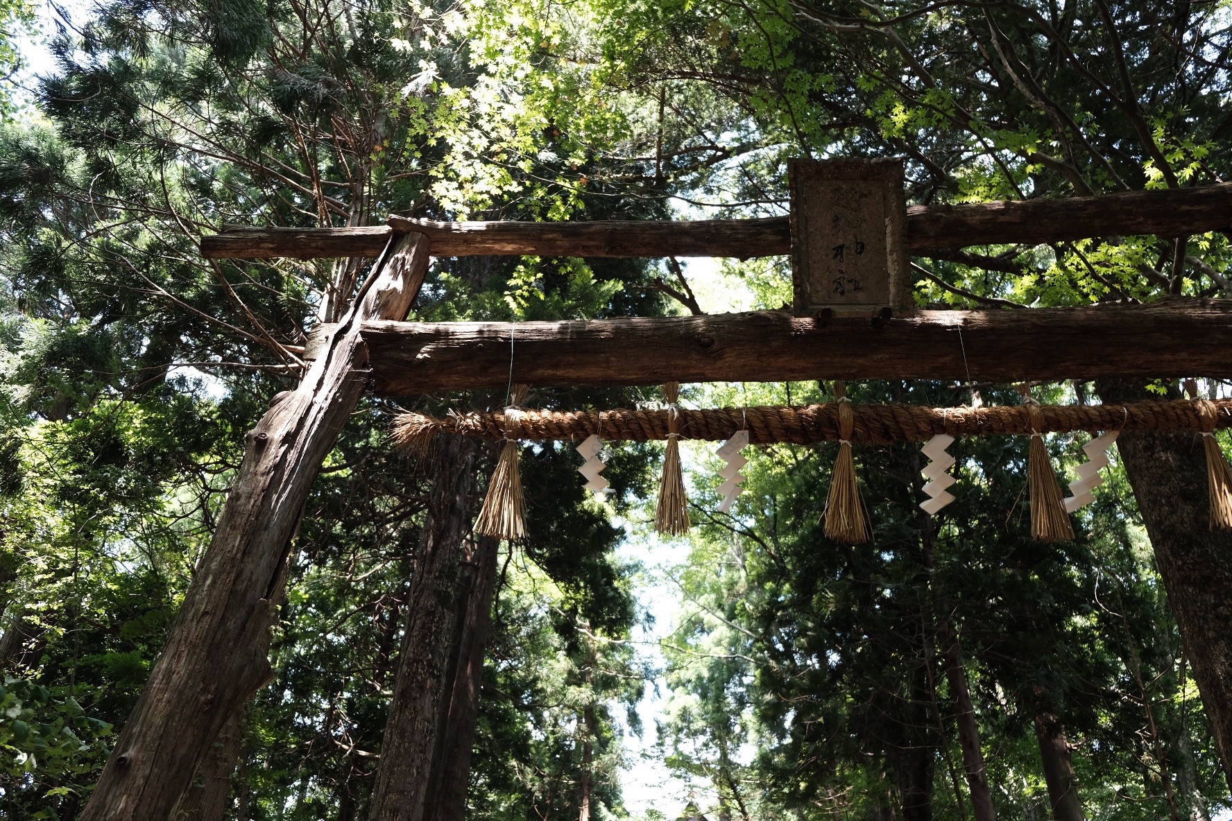 越知山 / さわさんの越知山・六所山の活動データ | YAMAP / ヤマップ