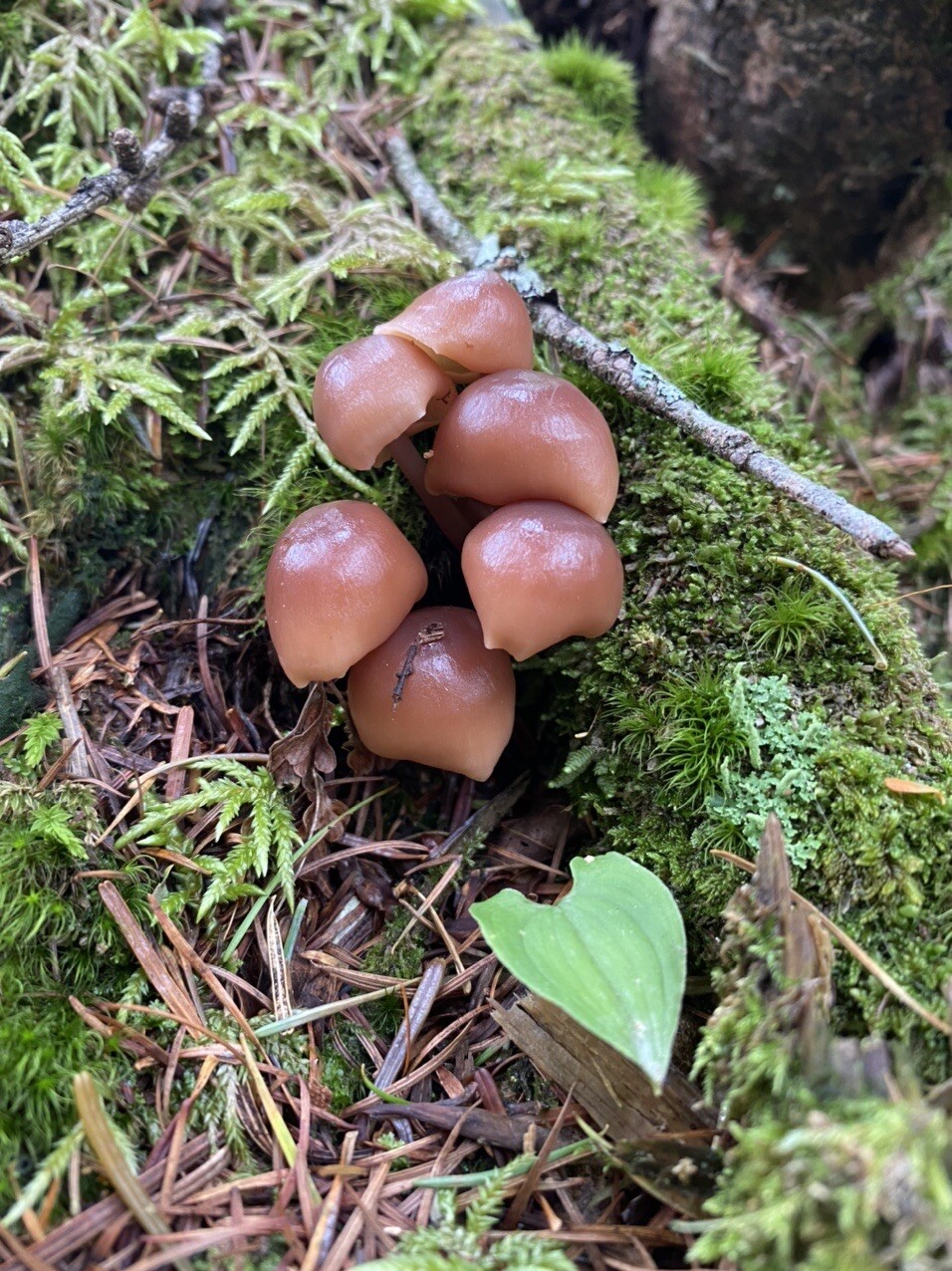 西上州 大蛇倉山 2021/08/21 / mtakoさんの御座山の活動データ | YAMAP / ヤマップ