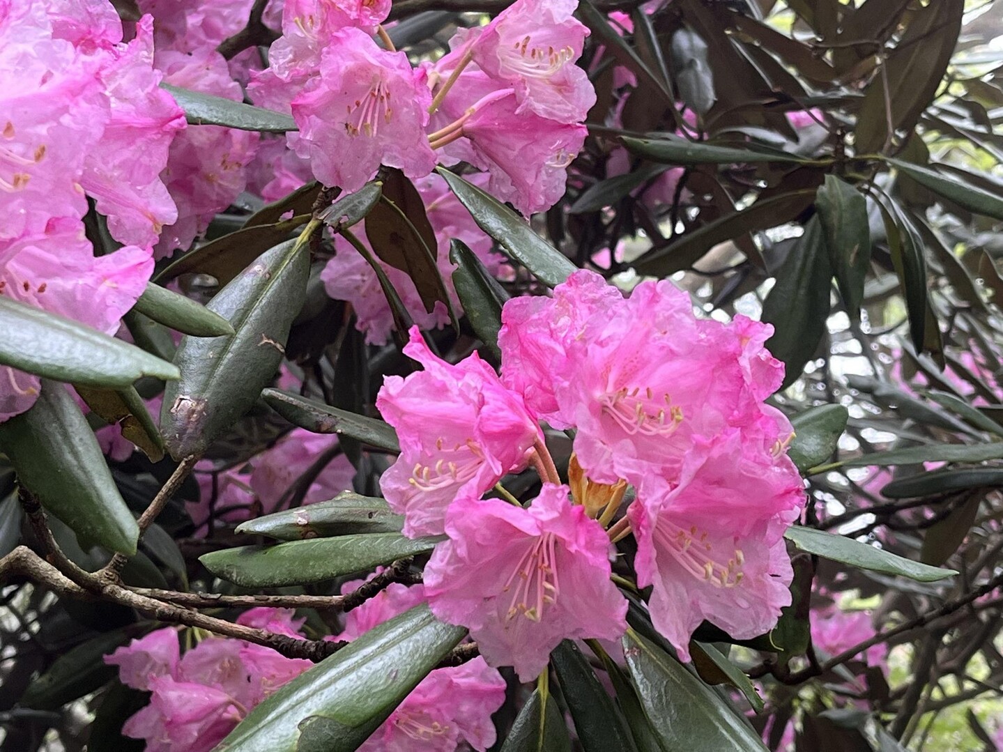 万二郎岳（天城山）・万三郎岳（天城山） / ショコラMさんの天城山・鉢ノ山・三筋山の活動データ | YAMAP / ヤマップ