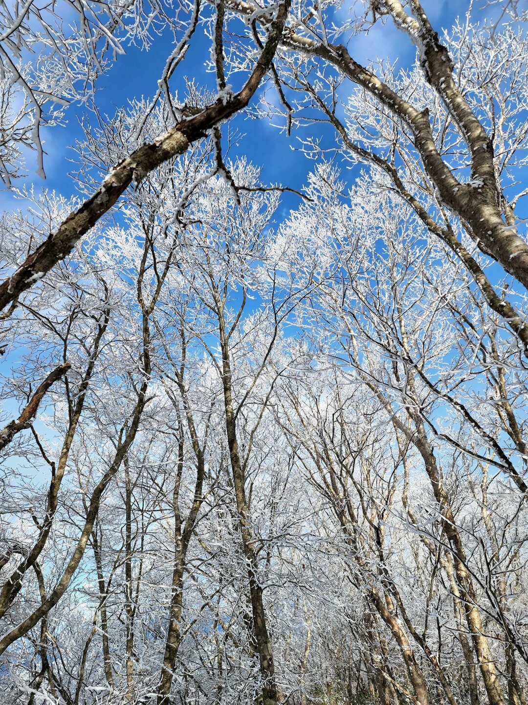 霧氷の姫神山 / jmamaさんの姫神山の活動データ | YAMAP / ヤマップ