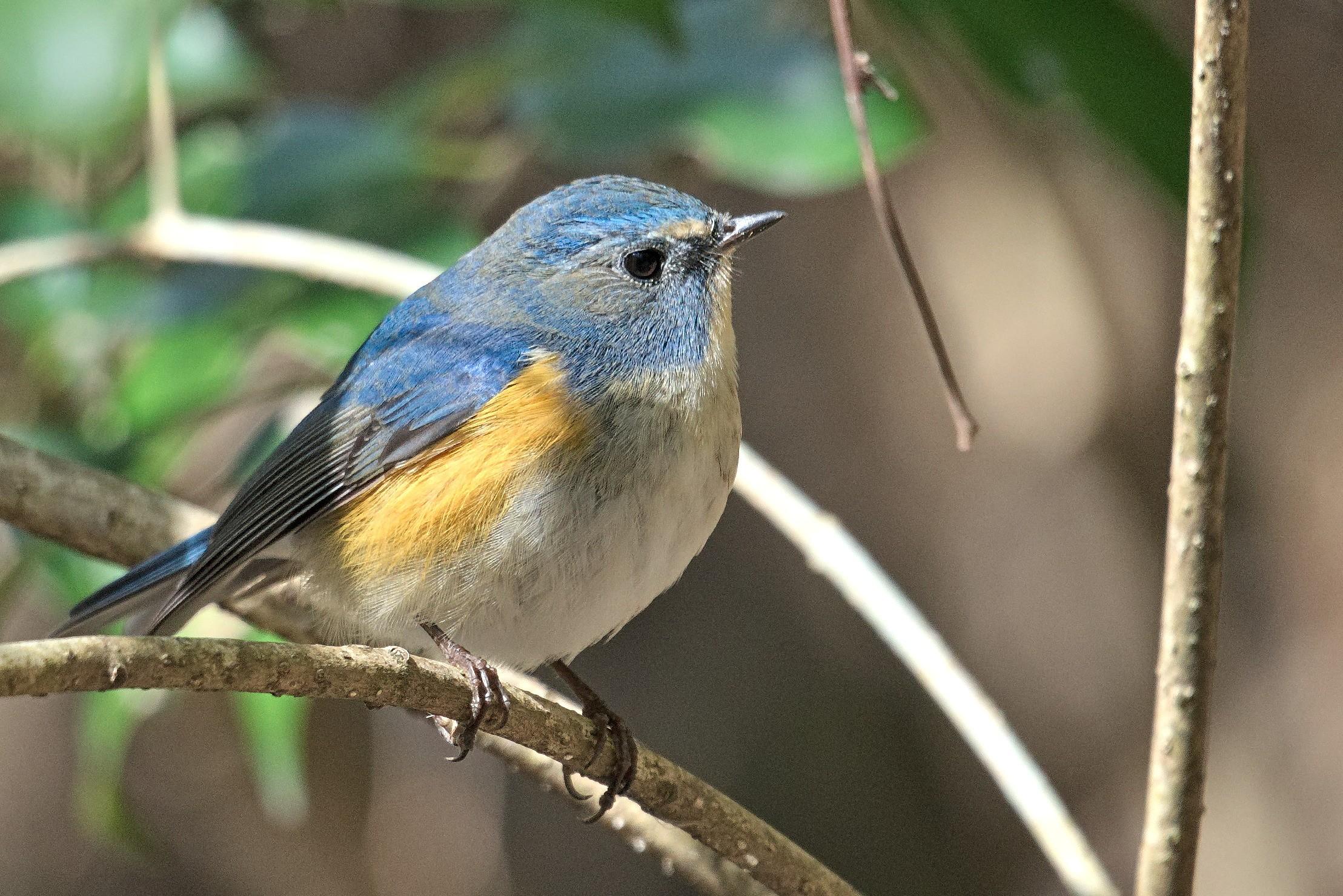 2025年2月24日 大野城いこいの森 ... / GTさんのモーメント | YAMAP / ヤマップ